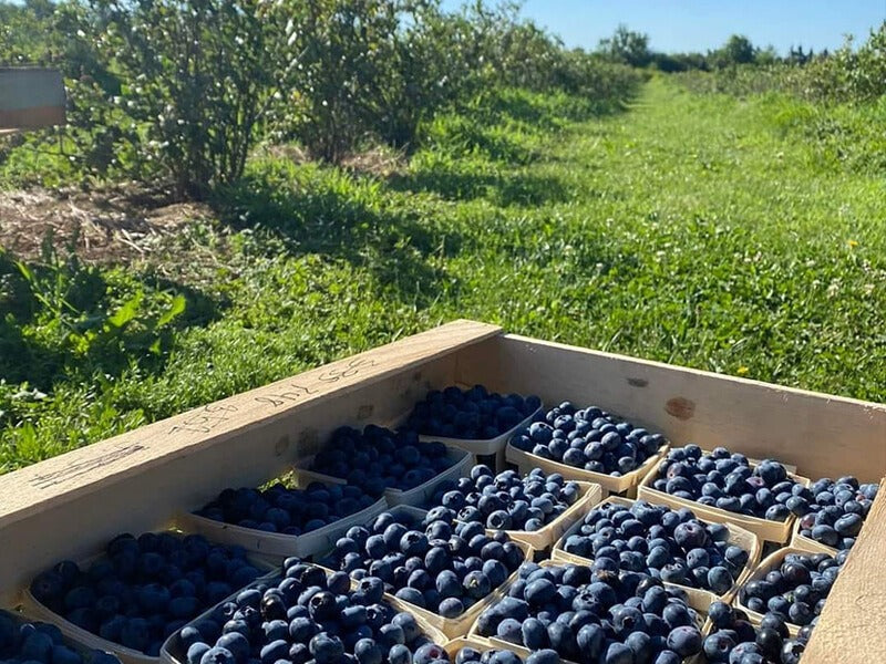 Riverbreeze Farm | Upper Onslow, NS – RiverBreeze Farm Ltd.